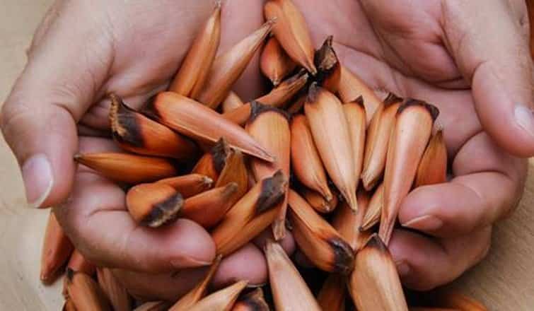 ¿De donde salen los piñones que se venden? – Cutral Co al Instante