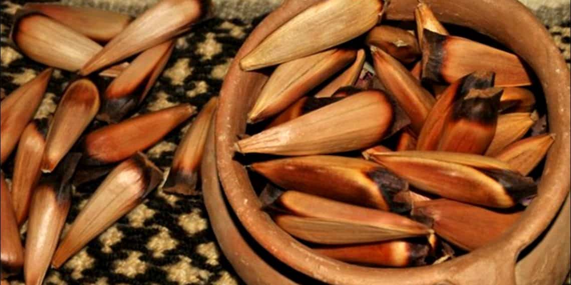 Se puede recolectar piñones pero con restricciones – Cutral Co al Instante