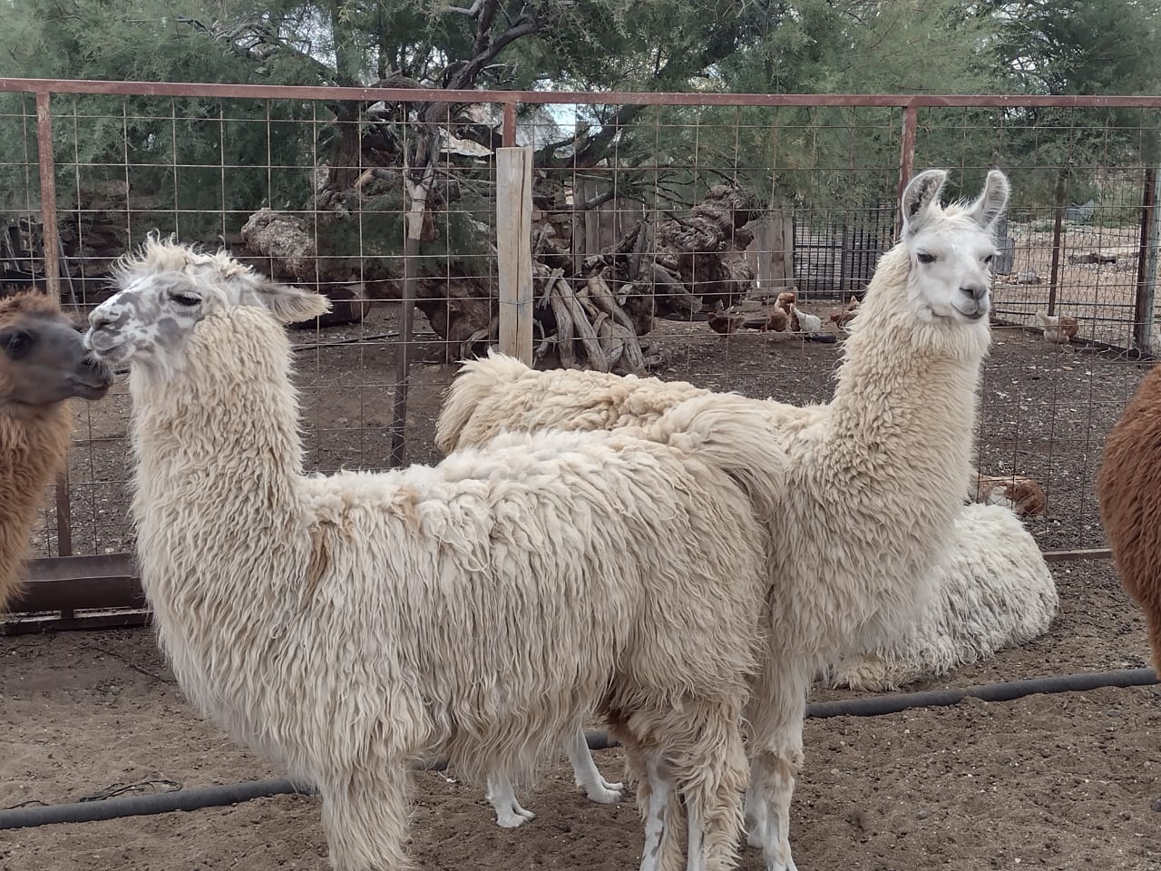 Cámara de Comercio y Centro Pyme impulsan emprendimiento de cría de ...