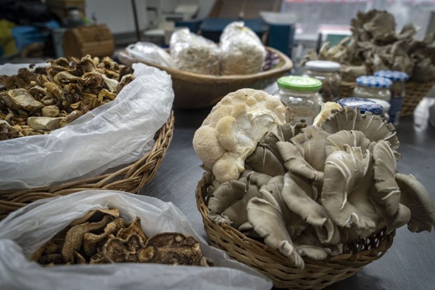 Lanzan en Plaza Huincul un taller de producción de hongos comestibles – Cutral Co al Instante